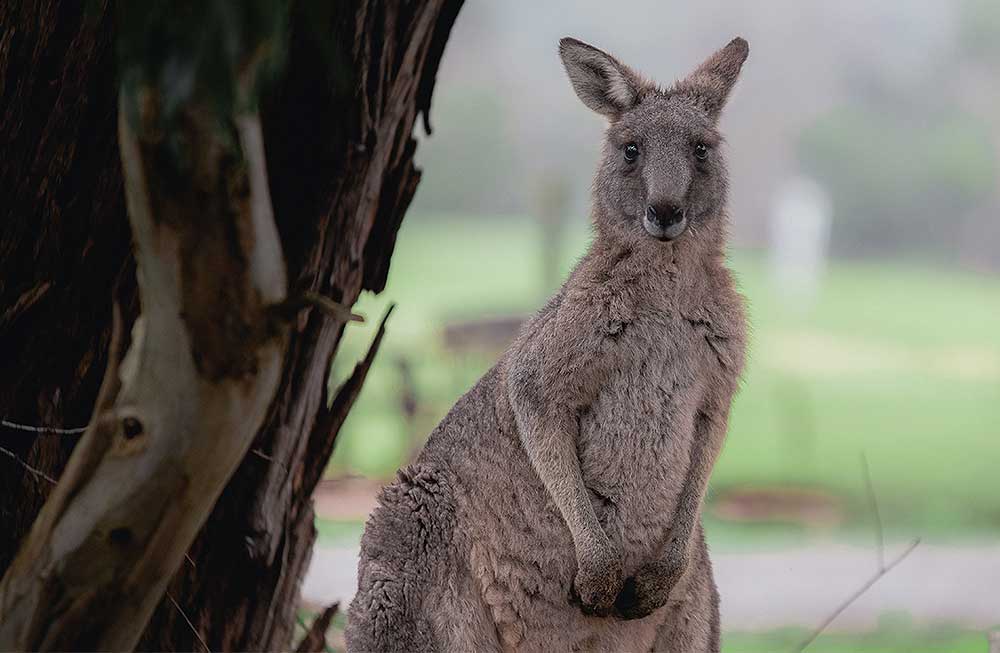 Cape Jaffa Holiday Park | Cape Jaffa South Australia