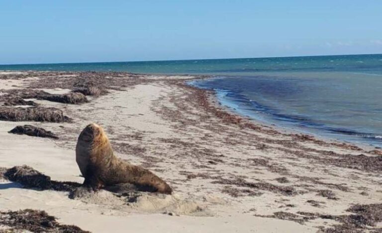 Cape Jaffa Holiday Park | Cape Jaffa South Australia